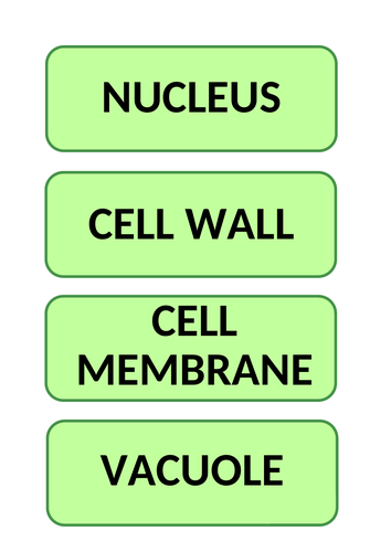 Plant Cell Interactive Poster | Teaching Resources