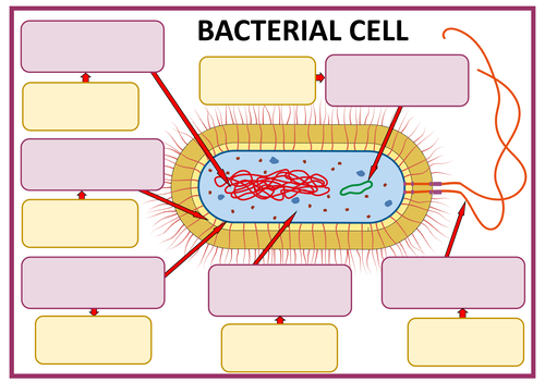 Bacteria Cell Interactive Poster | Teaching Resources