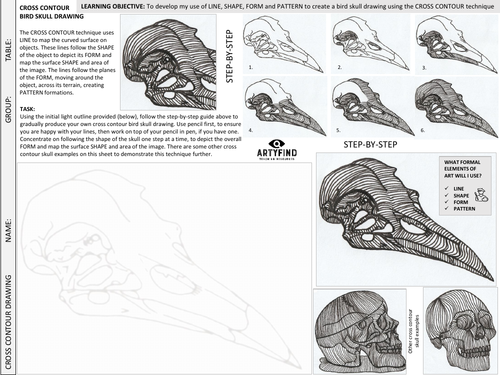 Cross Contour Bird Skull Drawing | Teaching Resources