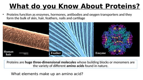 A-Level AQA Biology - Amino Acids + Protein Structure | Teaching Resources