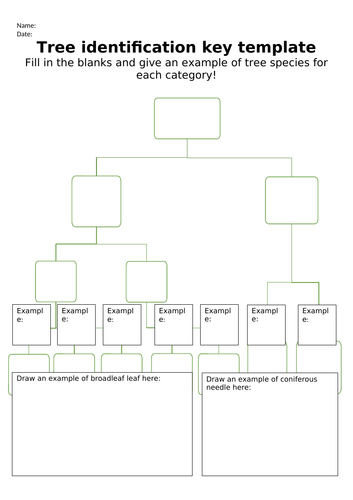 Identifying British Trees - Lesson Packs | Teaching Resources
