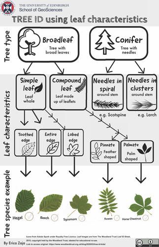 Identifying British Trees - Lesson Packs | Teaching Resources