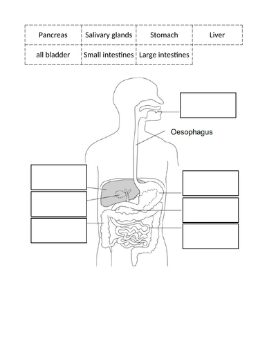 Digestive System -AQA Entry Level Certificate - Component 1 - Human ...