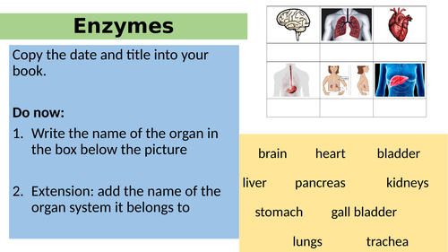 Enzymes - AQA Entry Level Certificate - Component 1 - Human Biology ...