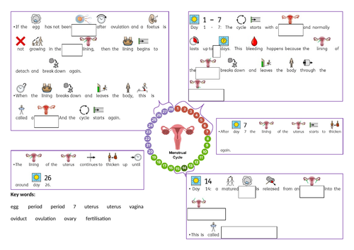 Menstrual Cycle gap fill worksheet, KS3, SEN GCSE | Teaching Resources