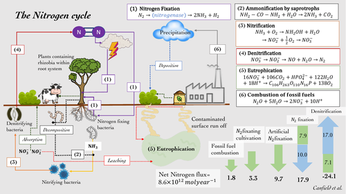 Nitrogen cycle inforgraphic | Teaching Resources