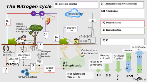 Nitrogen cycle inforgraphic | Teaching Resources