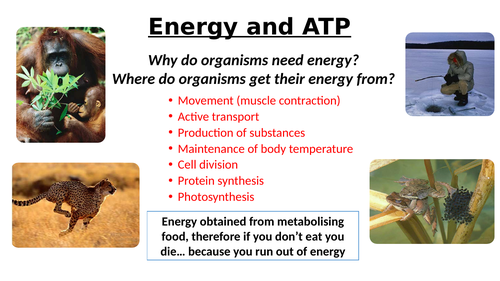 A-Level AQA Biology - Nucleic Acids and ATP | Teaching Resources