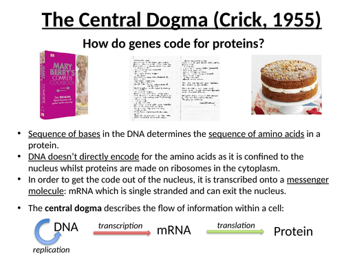 A-Level AQA Biology - Transcription and Splicing | Teaching Resources