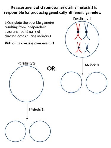 A-Level AQA Biology - Meiosis Bundle | Teaching Resources