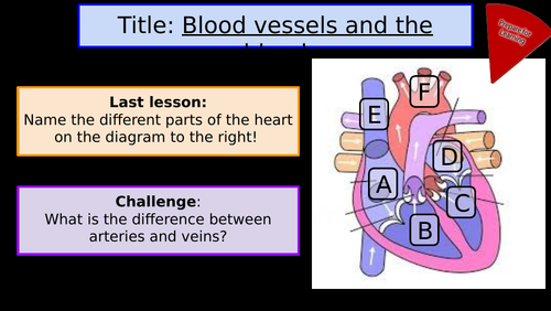 Blood vessels (GCSE) | Teaching Resources