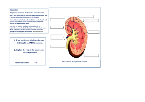 A2 Biology KIDNEYS - 14 worksheets. | Teaching Resources