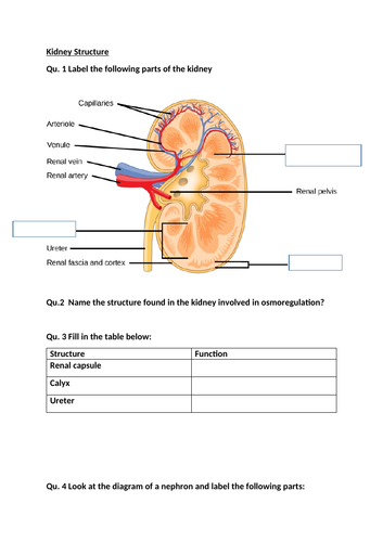 A2 Biology KIDNEYS - 14 worksheets. | Teaching Resources