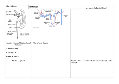A2 Biology KIDNEYS - 14 worksheets. | Teaching Resources