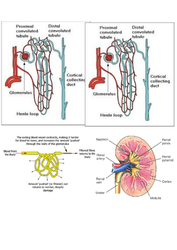 A2 Biology KIDNEYS - 14 worksheets. | Teaching Resources