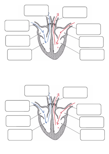 Blood, Blood vessels and the heart | Teaching Resources