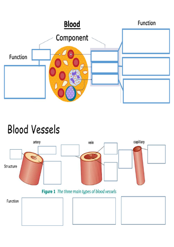 Blood, Blood vessels and the heart | Teaching Resources