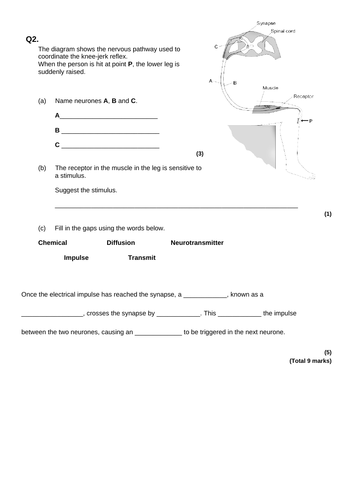 Nervous system and reaction time practical | Teaching Resources