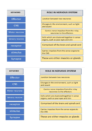 Nervous system and reaction time practical | Teaching Resources
