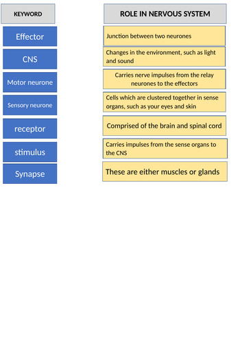 Nervous system and reaction time practical | Teaching Resources