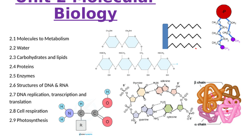 IB Biology Topic 2 Molecular Biology & Topic 8 Metabolism, Respiration ...