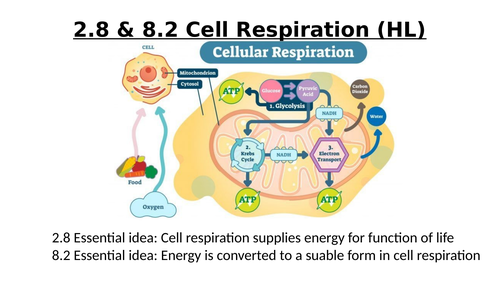 IB Biology Topic 2 Molecular Biology & Topic 8 Metabolism, Respiration ...