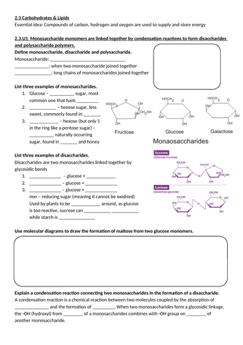 IB Biology Topic 2 Molecular Biology & Topic 8 Metabolism, Respiration ...