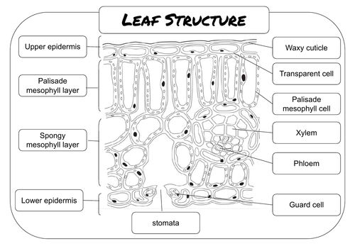 Leaf Structure Worksheet