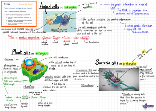 CombSci Bio 1.1 - Revision Card + Questions + Answers | Teaching Resources