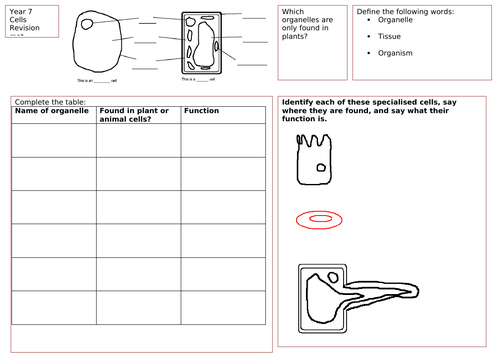 Year 7 KS3 Cells revision mat | Teaching Resources