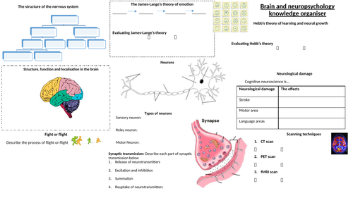 AQA GCSE Psychology 9-1 The Brain and neuropsychology revision ...