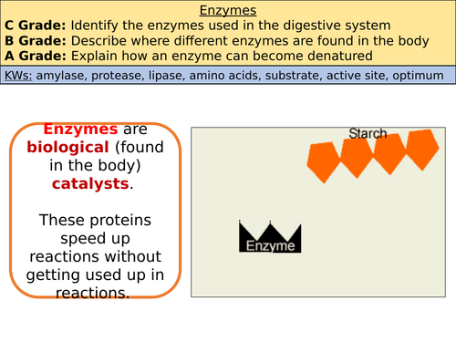 L4 to L6 - 2.11 to 2.14B - Factors Affecting Enzymes, Core Practicals ...