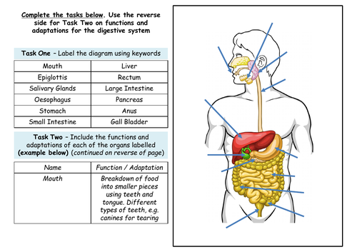 L3 to L4 - 2.27 to 2.32 - Digestive System / Alimentary Canal (IGCSE ...