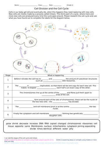 Cell Division and the Cell Cycle Worksheet Pack for GCSE grades 1, 2 ...