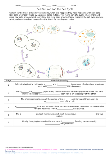 Cell Division and the Cell Cycle Worksheet Pack for GCSE grades 1, 2 ...