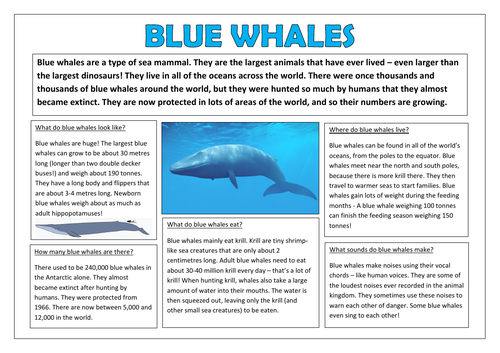 Blue Whales Non-Fiction Text - KS1 Whole Class Reading Session ...