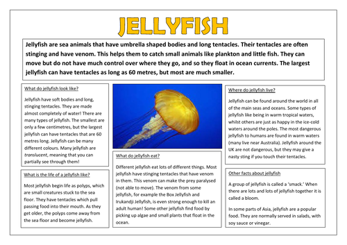 Jellyfish Non-Fiction - KS1 Whole Class Reading Session! | Teaching ...