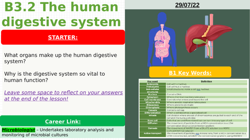 AQA GCSE NEW SPECIFICATION - B3.2 The human digestive system | Teaching ...