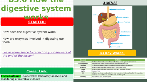 AQA GCSE NEW SPECIFICATION - B3.6 How the digestive system works ...