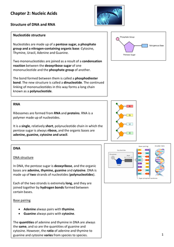 AQA A-Level Biology Chapter 2: Nucleic acids Revision Notes | Teaching ...