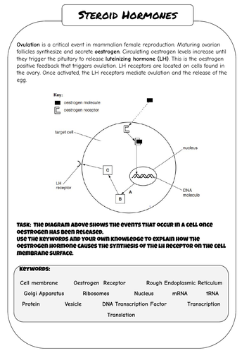 Steroid Hormones and Transcription Factors Overview/formative ...
