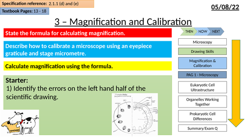 Magnification and Calibration OCR A Bio | Teaching Resources