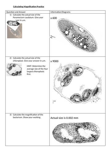 Magnification and Calibration OCR A Bio | Teaching Resources