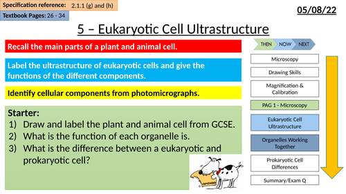 Eukaryotic Cell Ultrastructure OCR A Bio | Teaching Resources