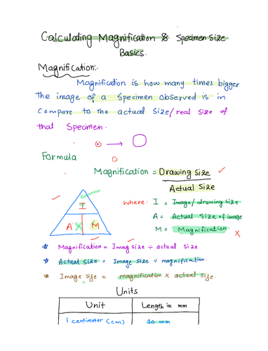 IGCSE Biology 0610 Magnification Handout | Teaching Resources