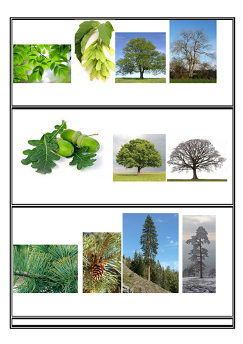 KS1 plants and evergreen and Deciduous trees (year 1&2) | Teaching ...