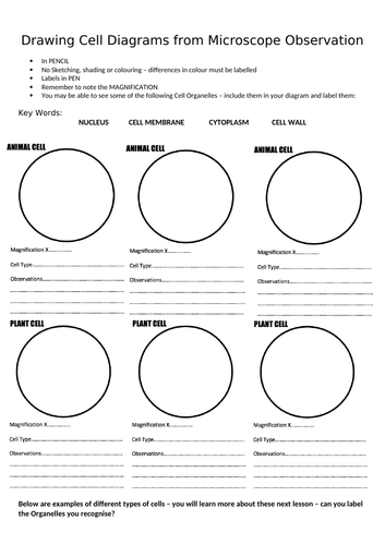Drawing from Microscopes | Teaching Resources