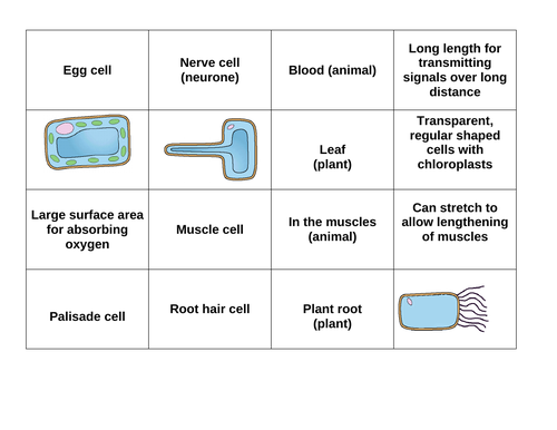 Specialised Cells | Teaching Resources