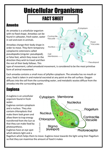 Unicellular Organisms | Teaching Resources