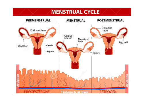 Menstrual Cycle | Teaching Resources
